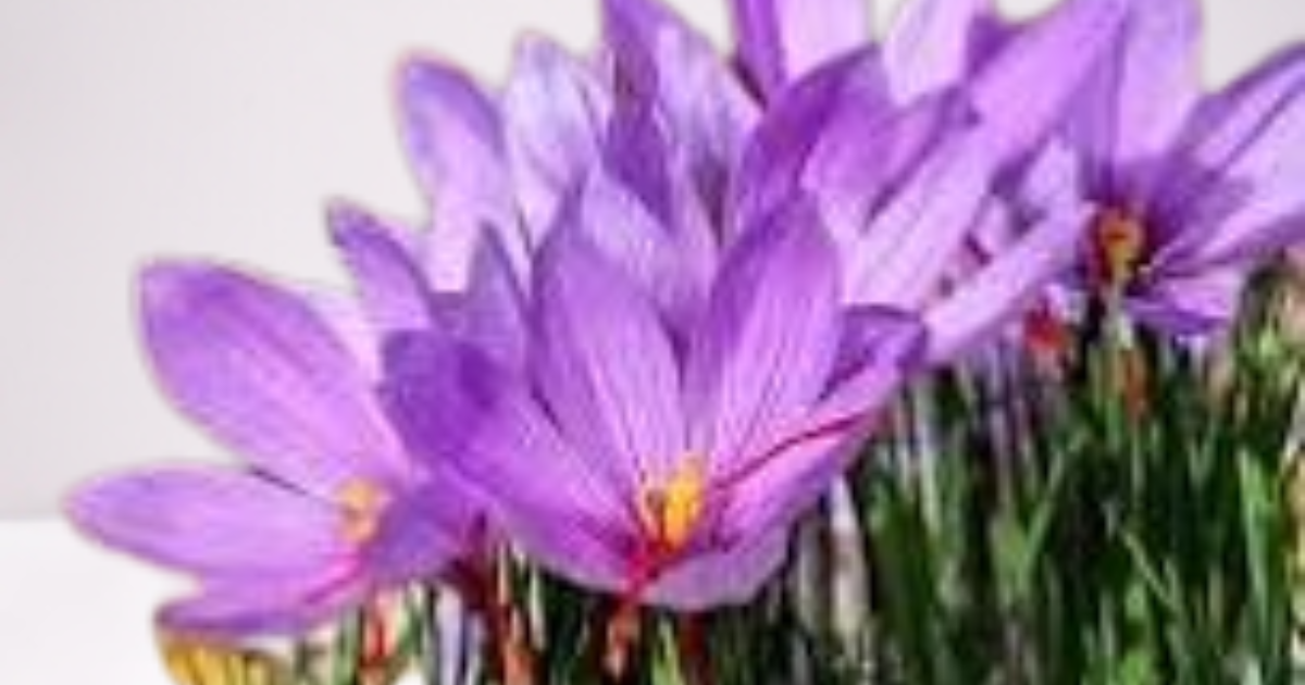 Health Benefits of Saffron, A Precious Spice