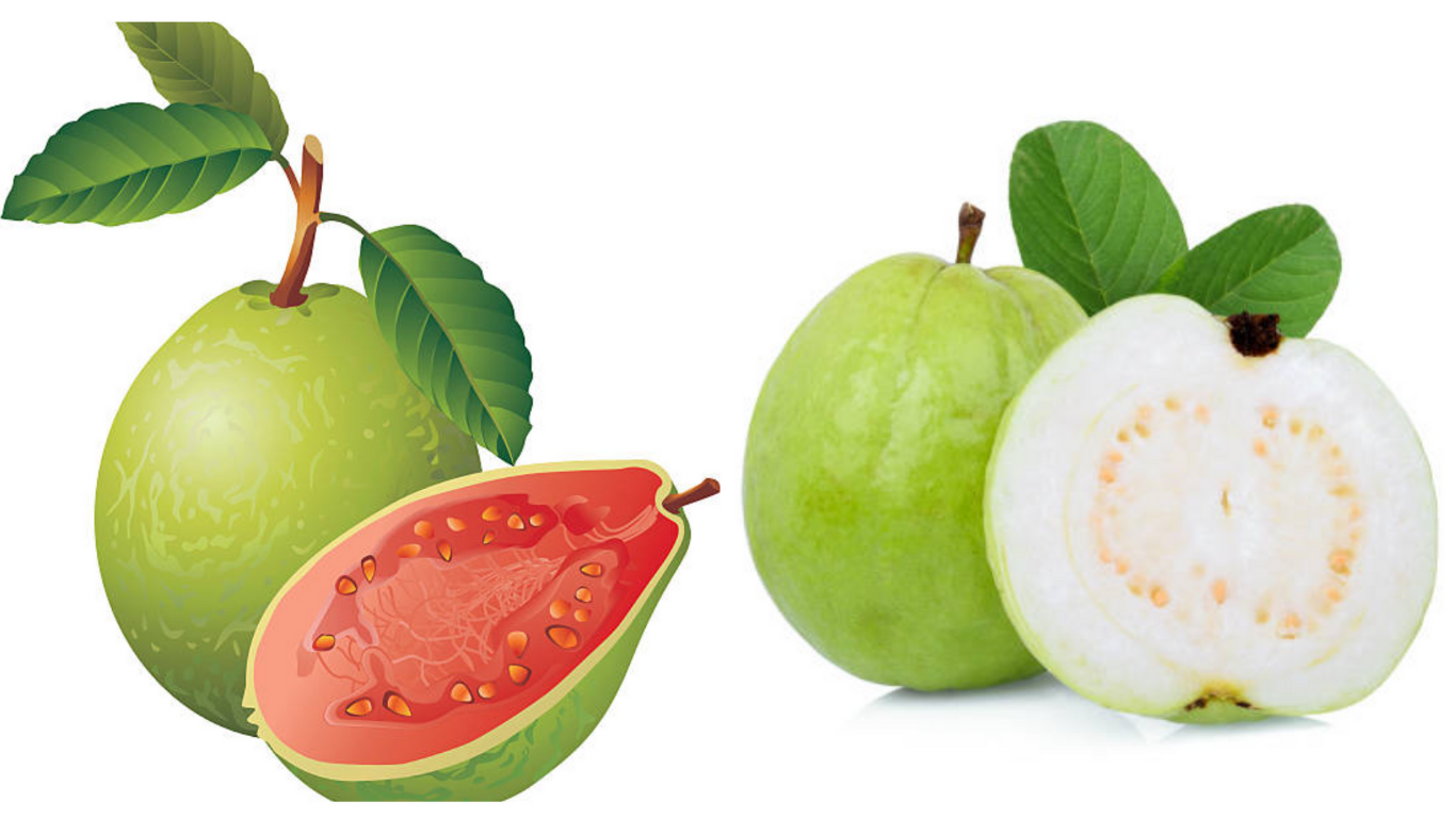 8 Proven Health Benefits of Guava Fruit and Leaves